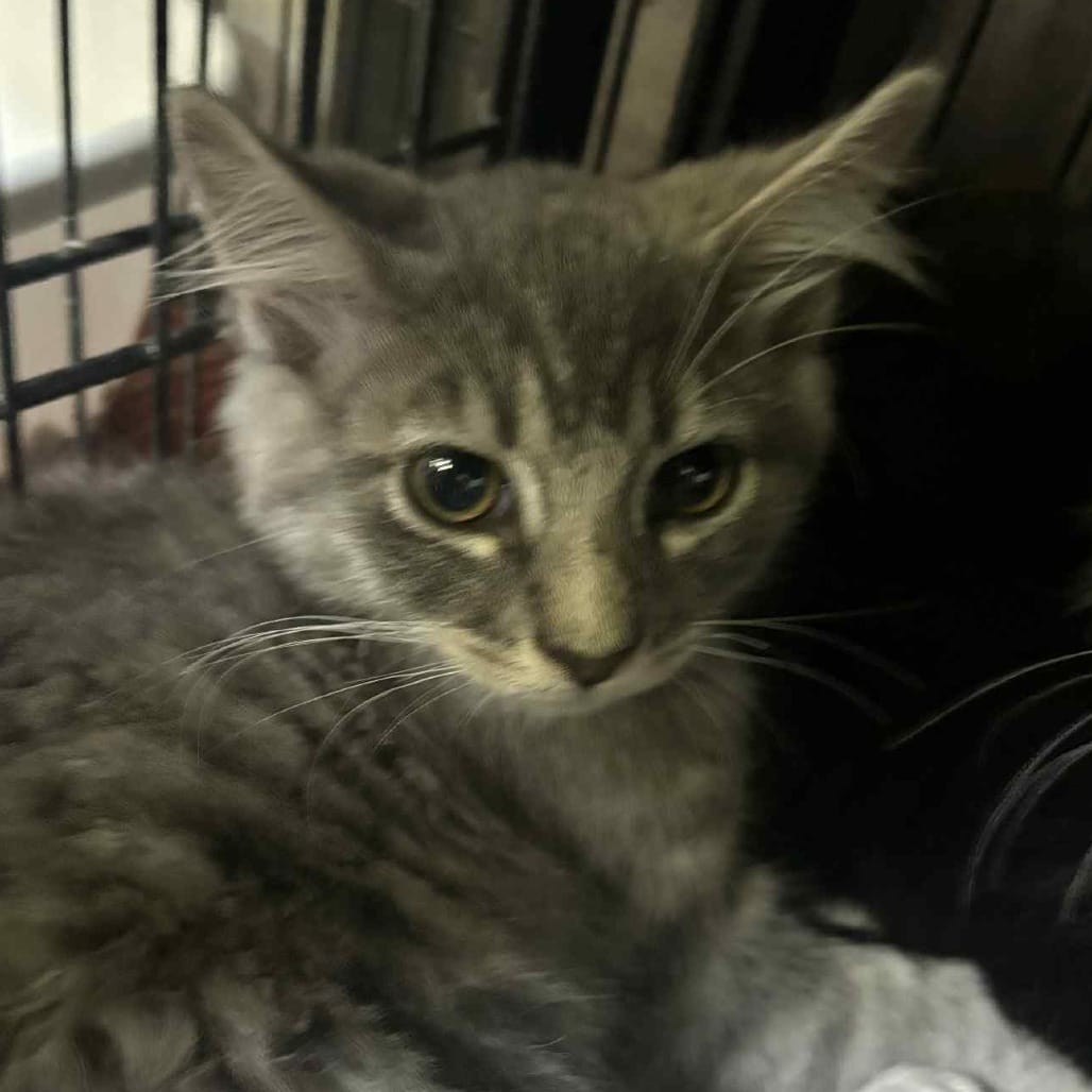Adopt Henry Loomis - Chino Hills Location Today - Find Paw Pal