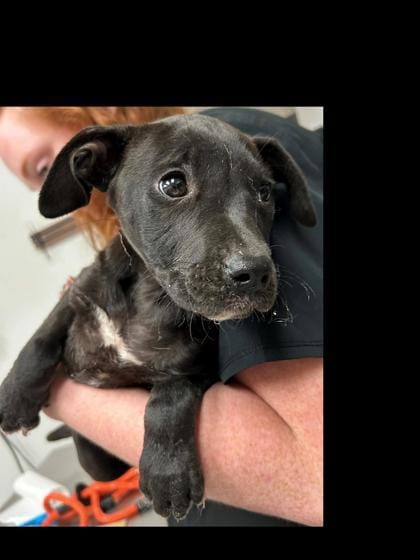 Adopt Trevor Today - Find Paw Pal