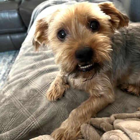 Adopt Fat Toby Today - Find Paw Pal