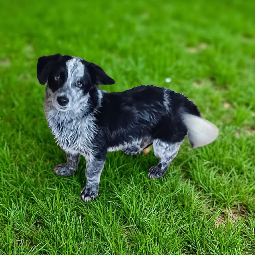 Adopt Dexter Today - Find Paw Pal