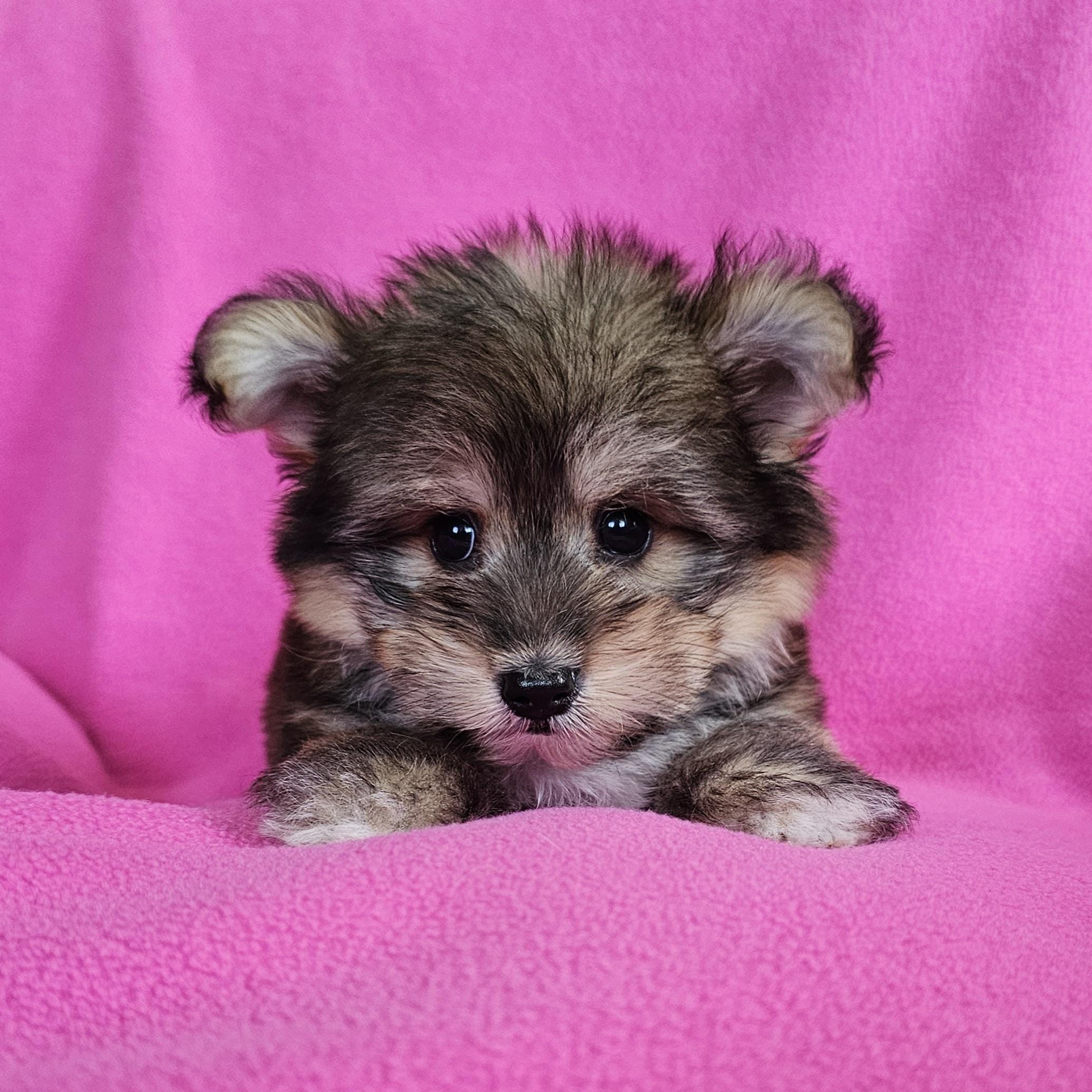 Adopt IVY Today - Find Paw Pal