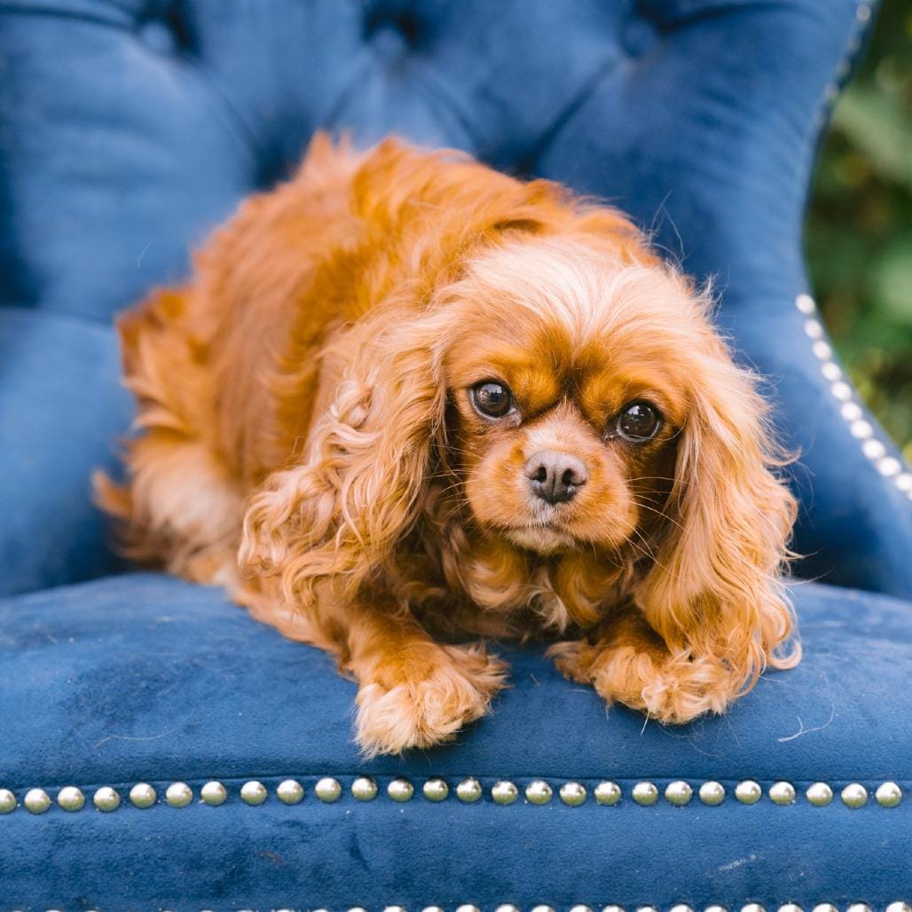 Adopt Dory Today - Find Paw Pal