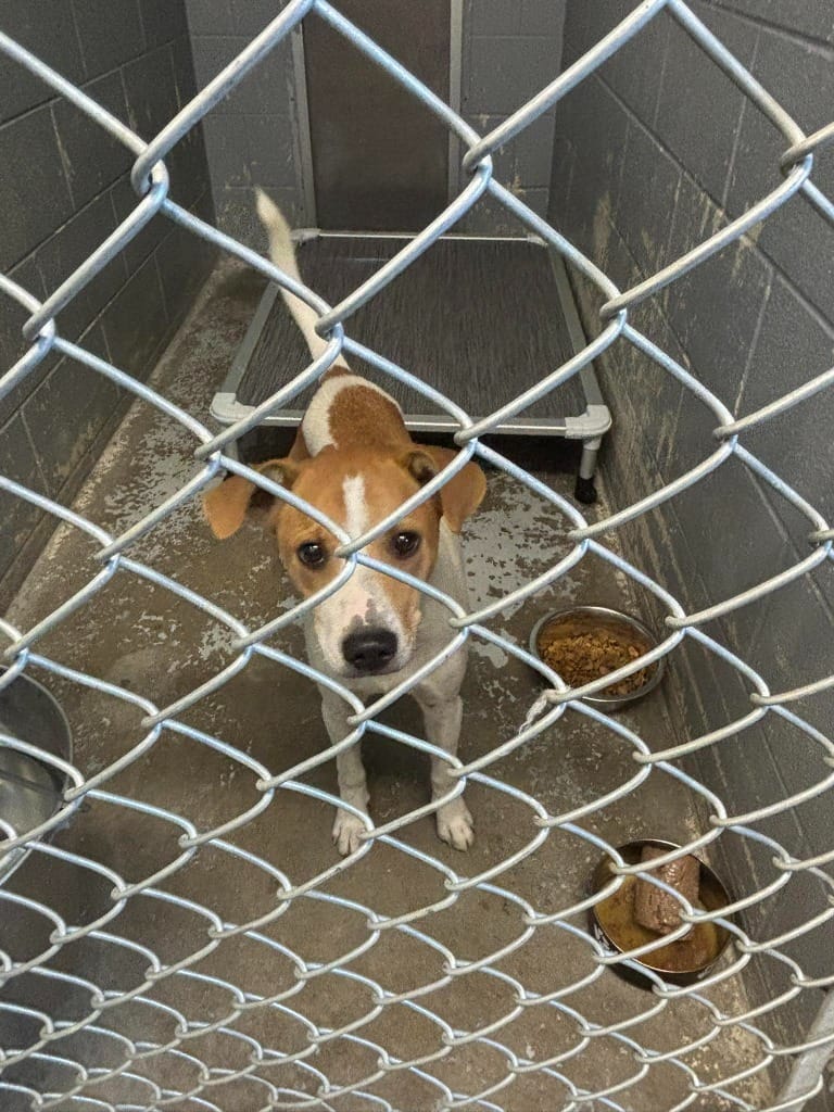 Adopt Stan Lee Today - Find Paw Pal