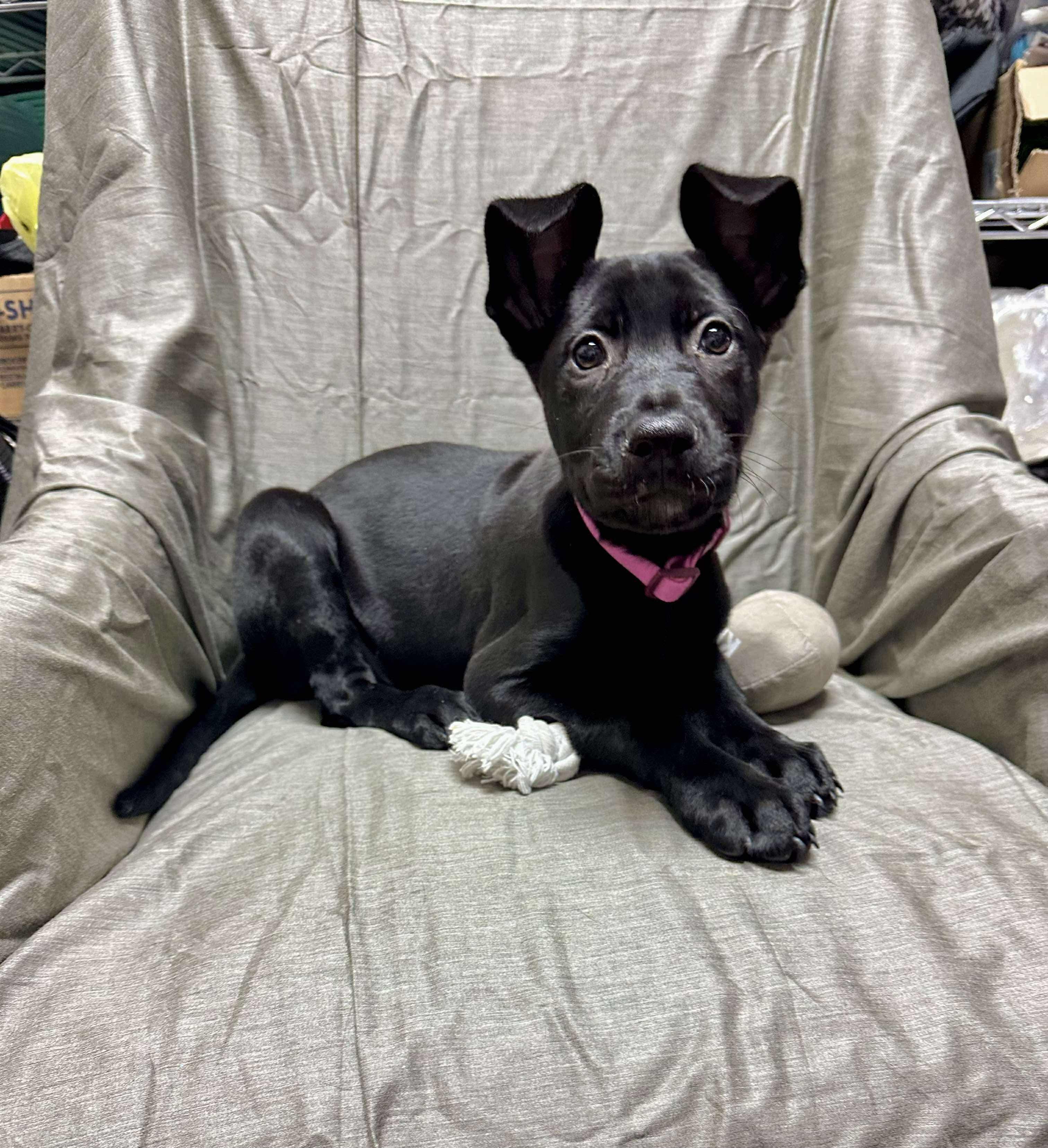 Adopt Sasha Today - Find Paw Pal