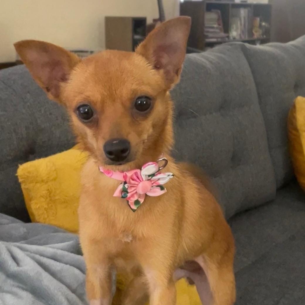 Adopt Pixie Today - Pets TheCountyOffice