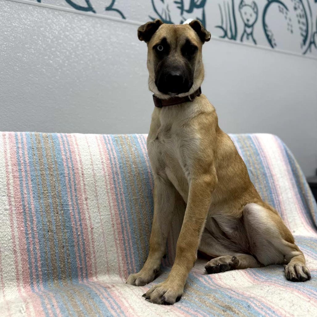 Adopt Ava Today - Pets TheCountyOffice