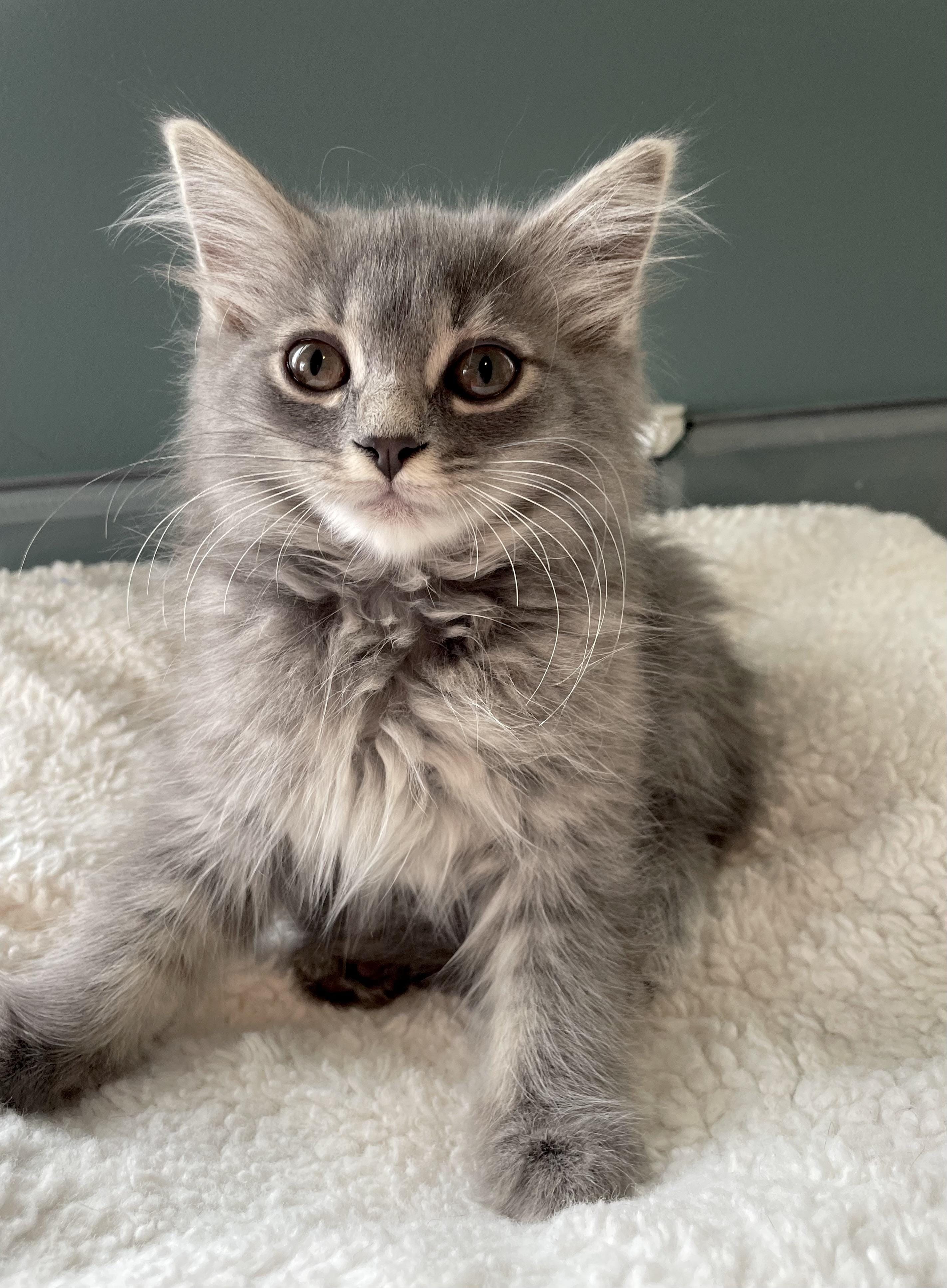 Adopt Pixie Today - Find Paw Pal