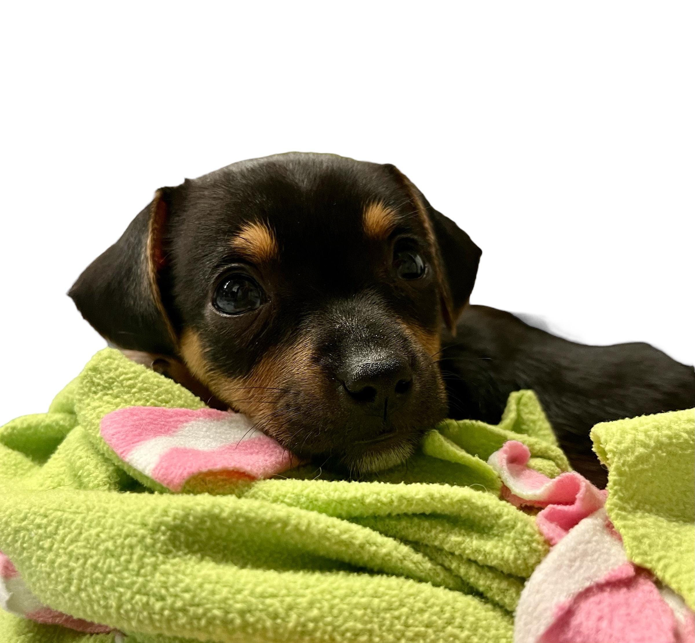 Adopt Barbie Doll Today - Pets TheCountyOffice