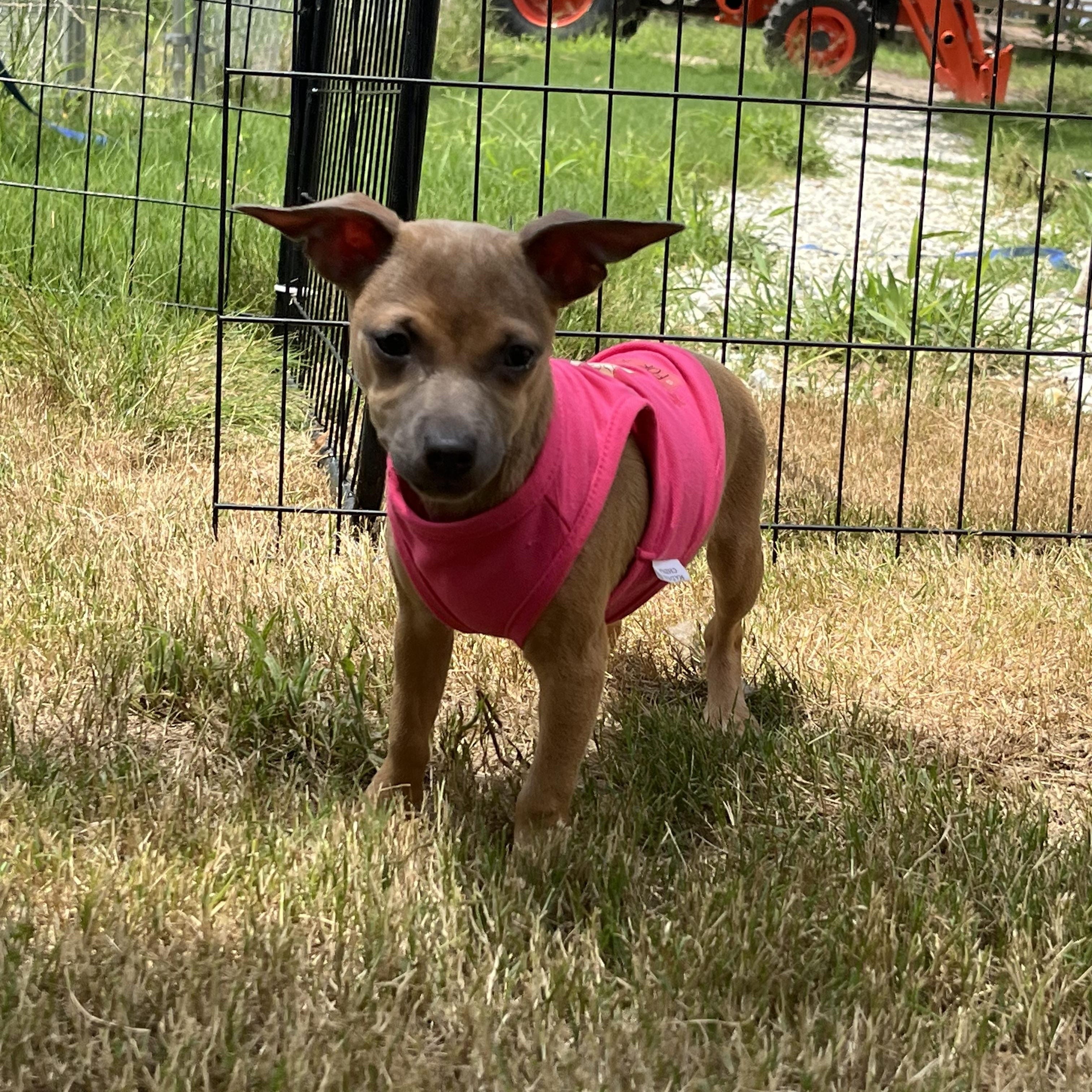 Adopt Hailey Today - Find Paw Pal