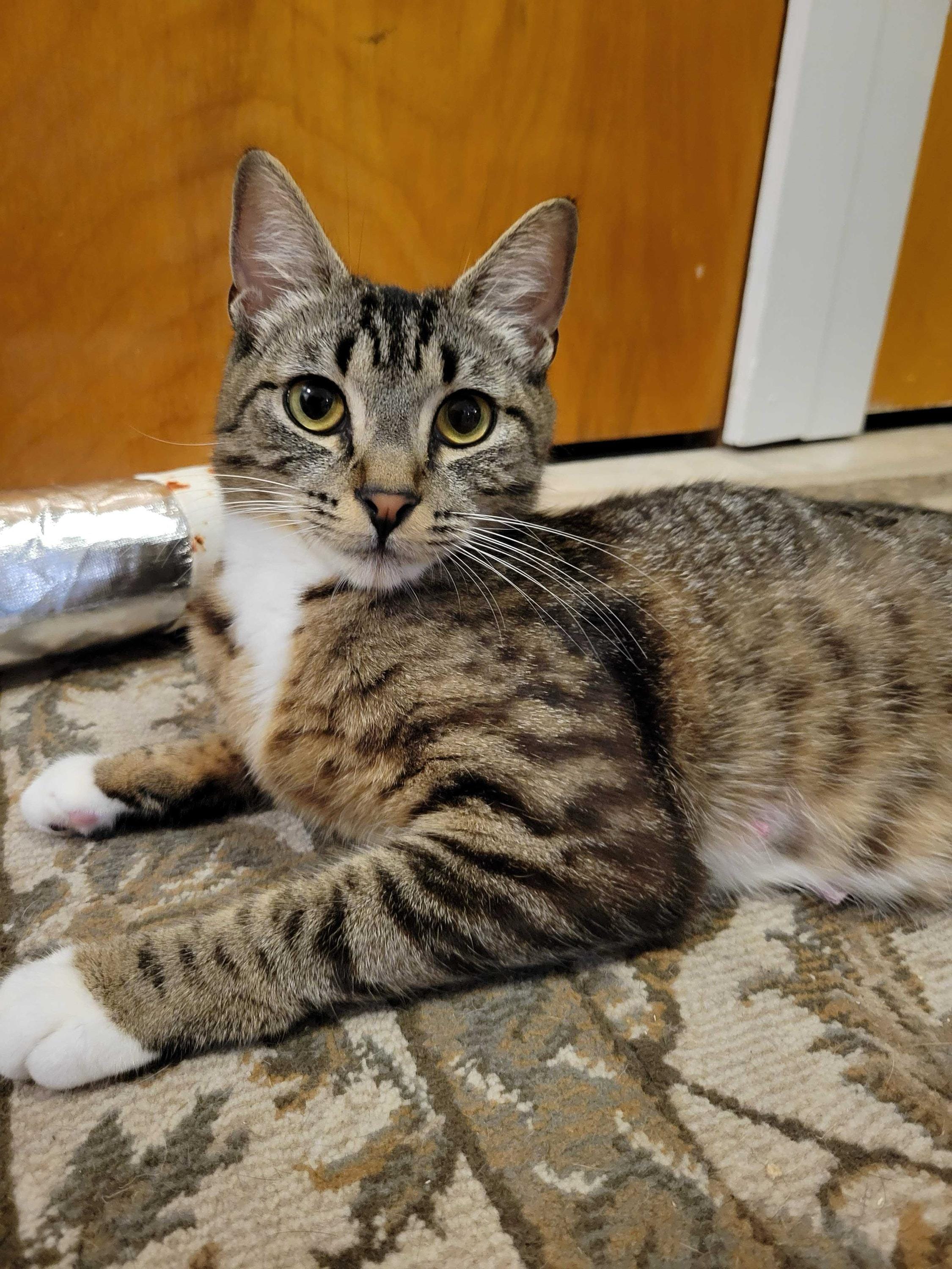 Adopt Etta Today - Find Paw Pal