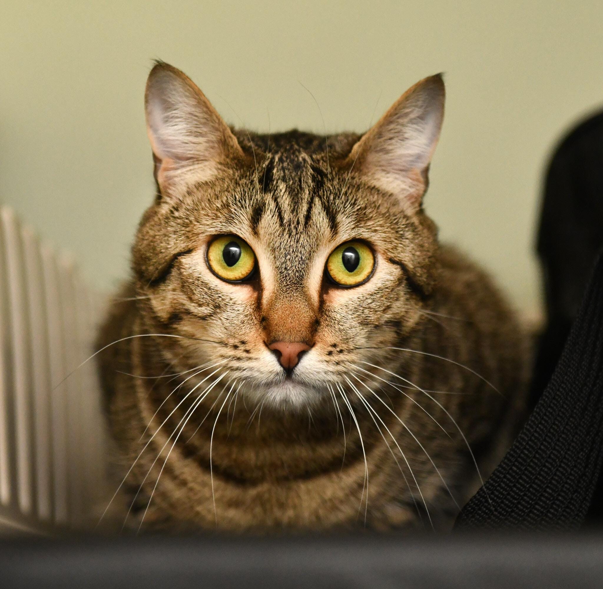 Adopt Kelly Today - Find Paw Pal