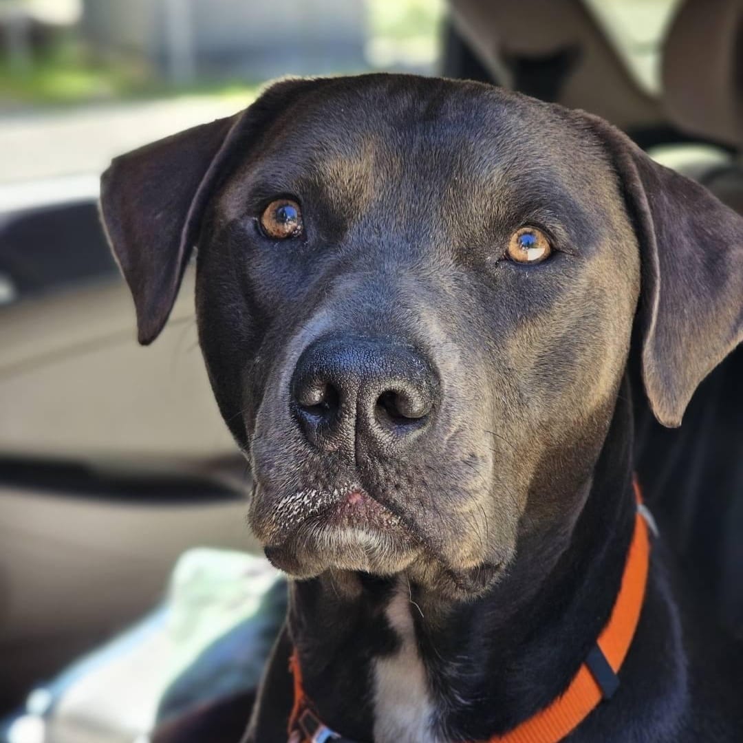 Adopt Moose Today - Find Paw Pal