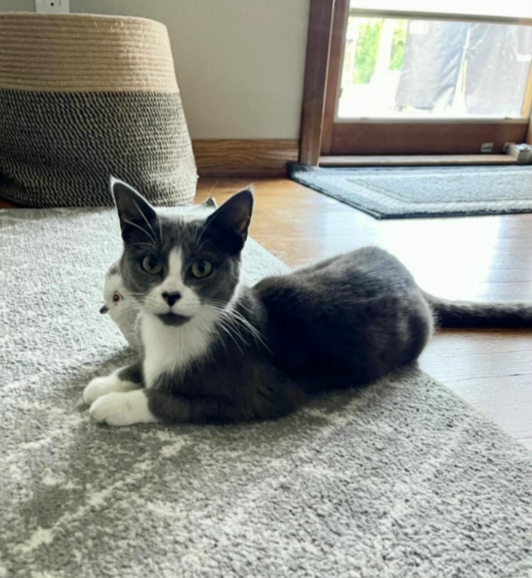 Adopt Samantha Today - Find Paw Pal