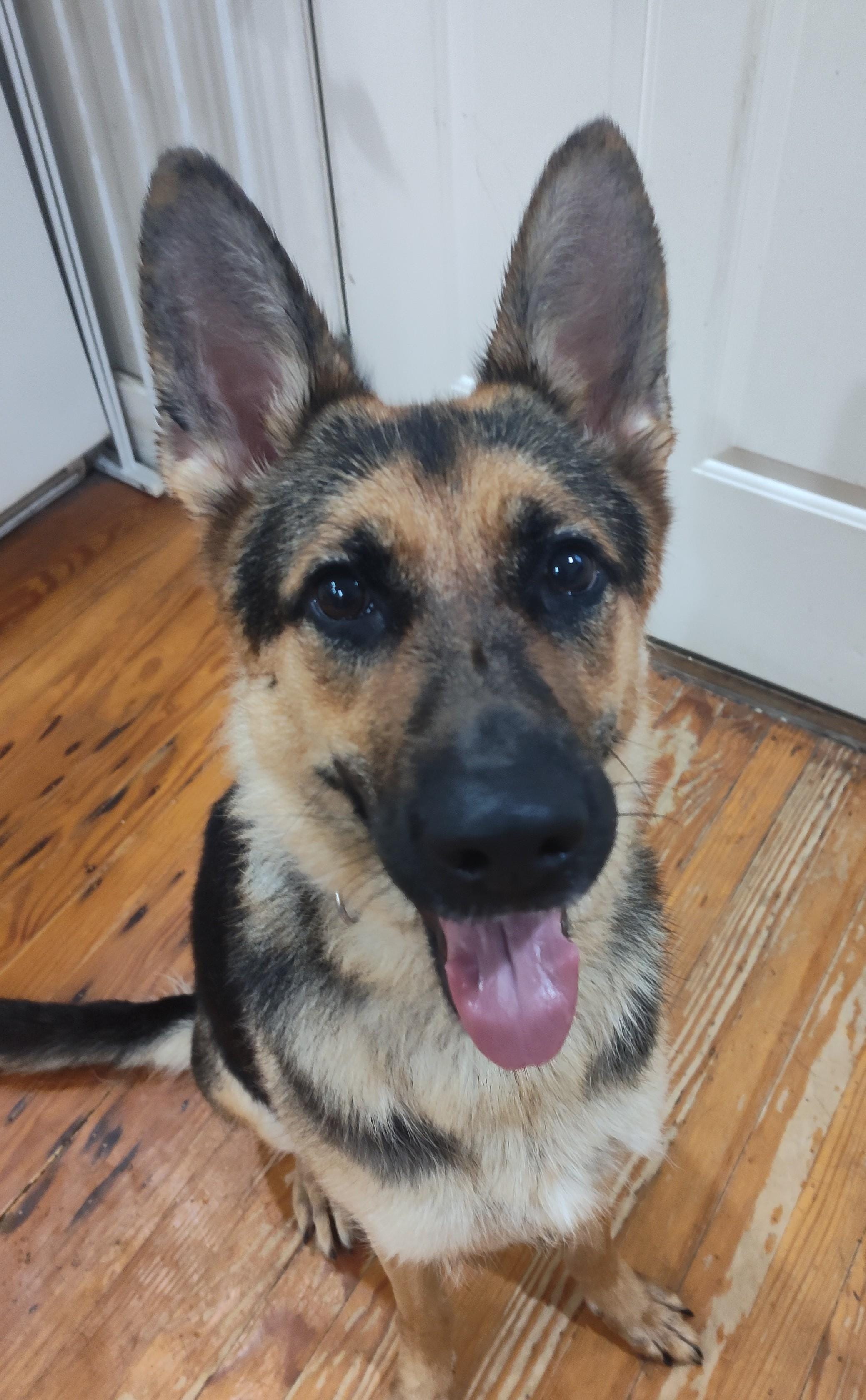 Adopt Hannah Today - Pets TheCountyOffice