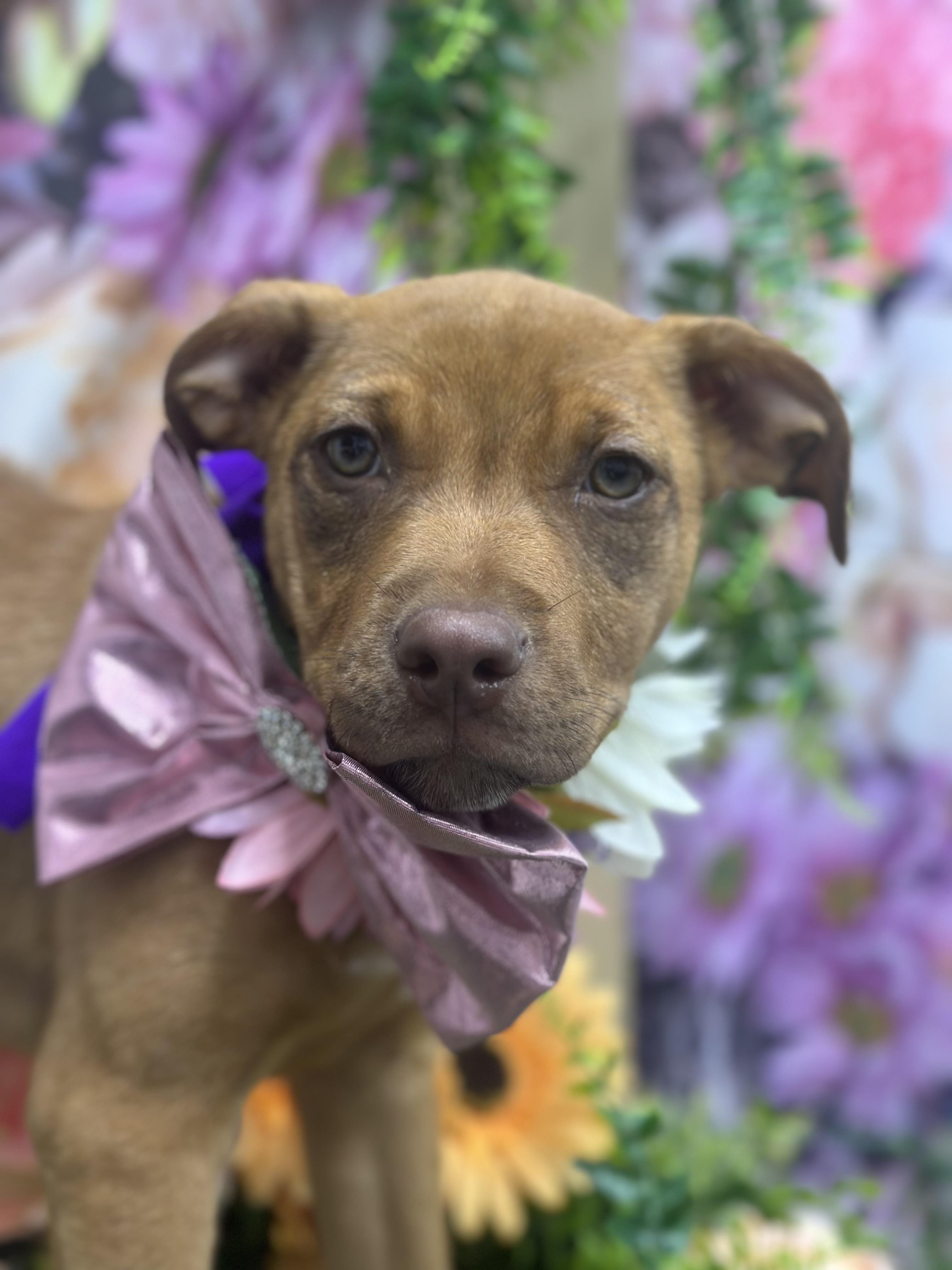 Adopt Pulp Today - Find Paw Pal