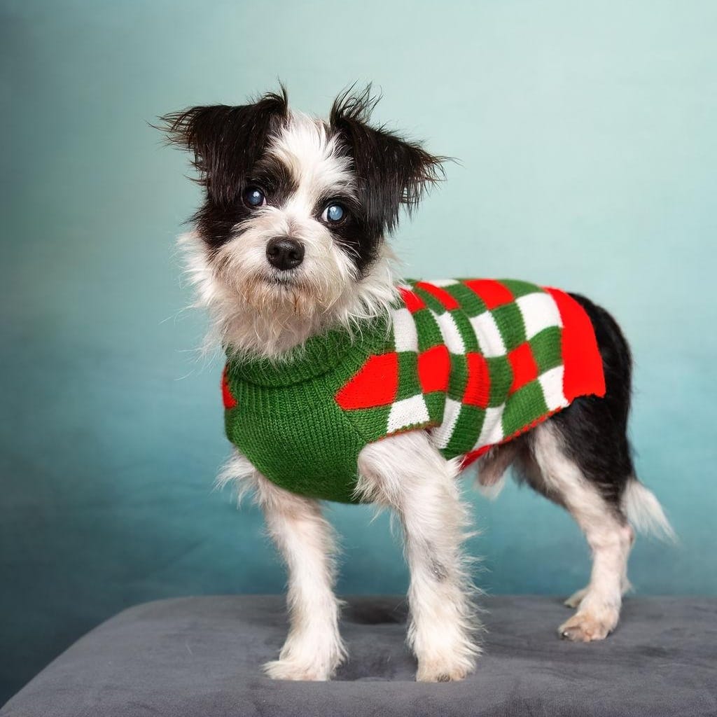 Adopt LOUIE LOUIE Today - Find Paw Pal