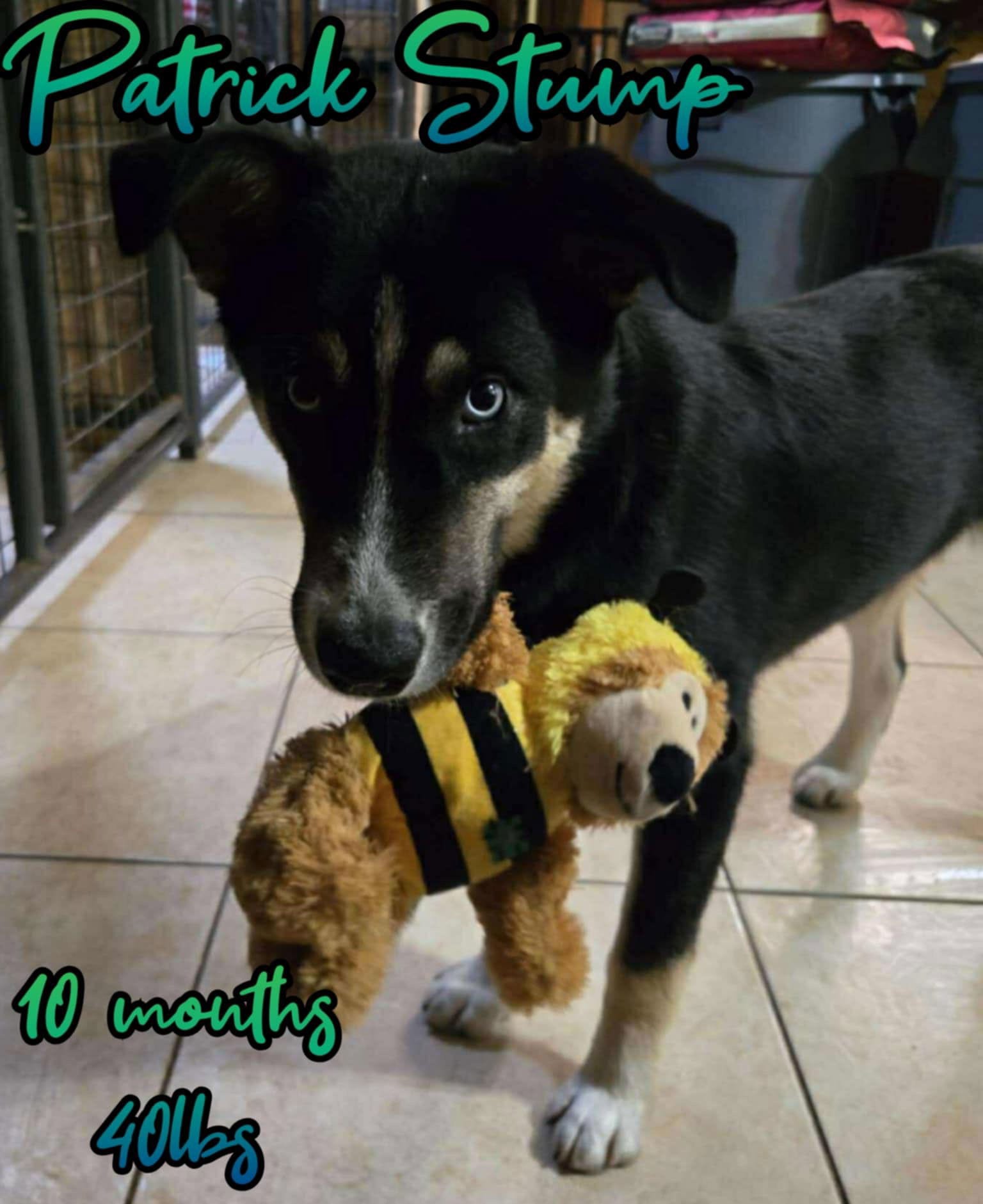 Adopt PATRICK STUMP Today - Find Paw Pal