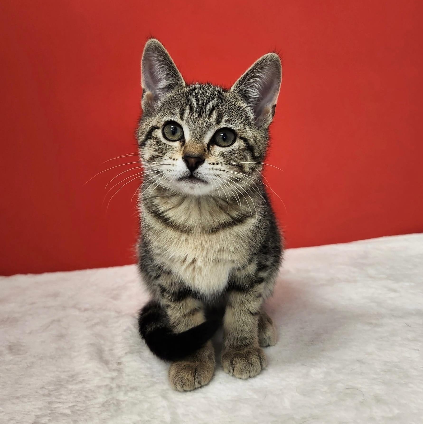 Adopt Gidget Today - Find Paw Pal