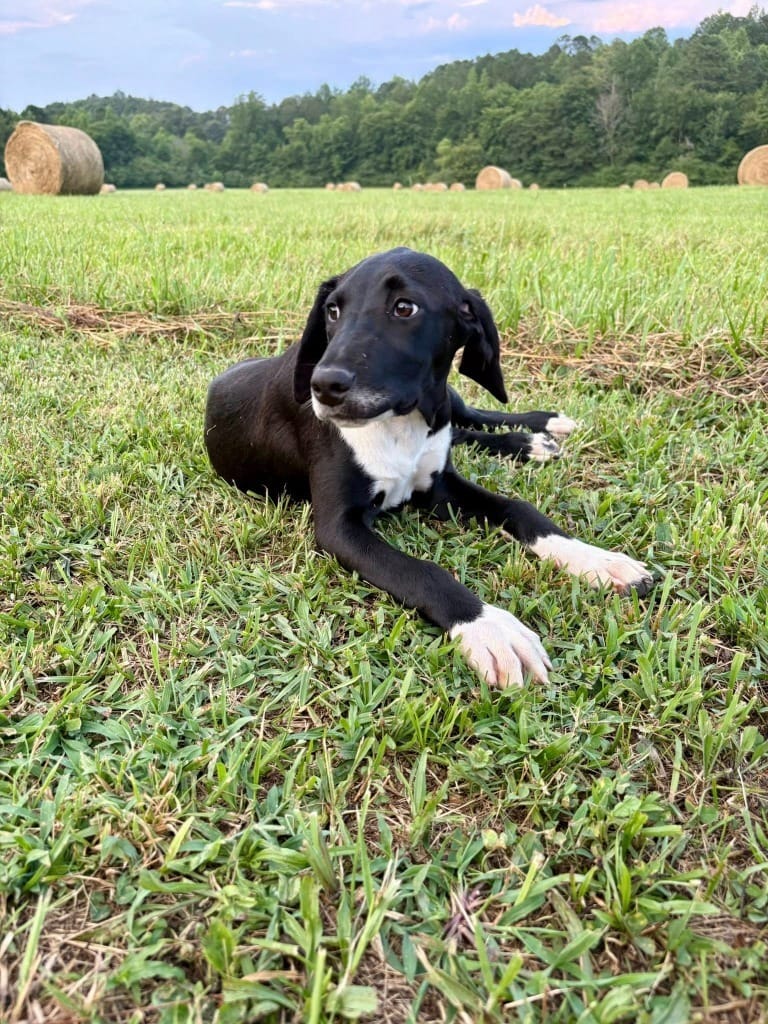 Adopt MIMI Today - Find Paw Pal