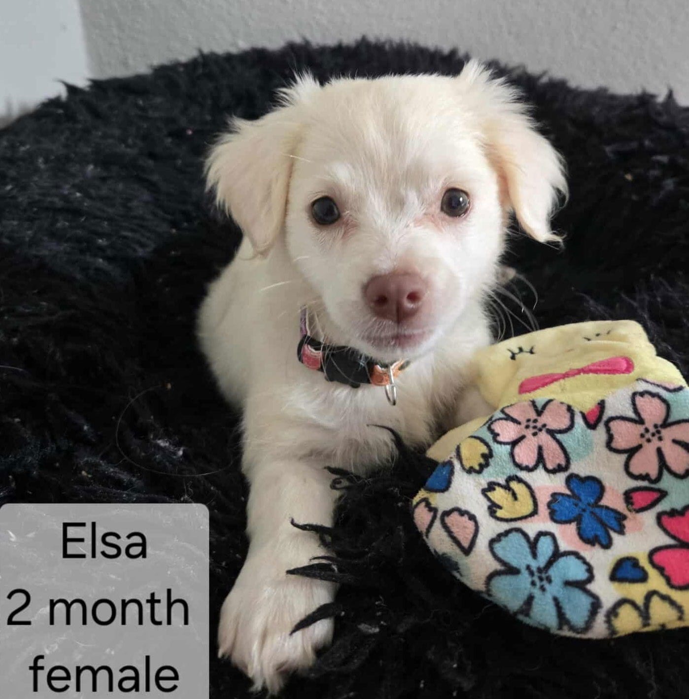 Adopt Elsa Today - Pets TheCountyOffice