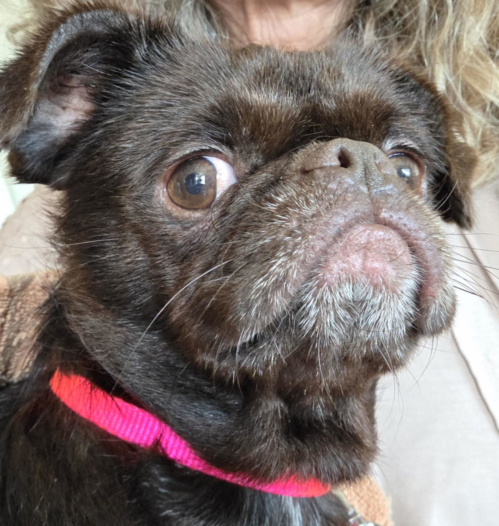 Adopt Cricket Today - Pets TheCountyOffice