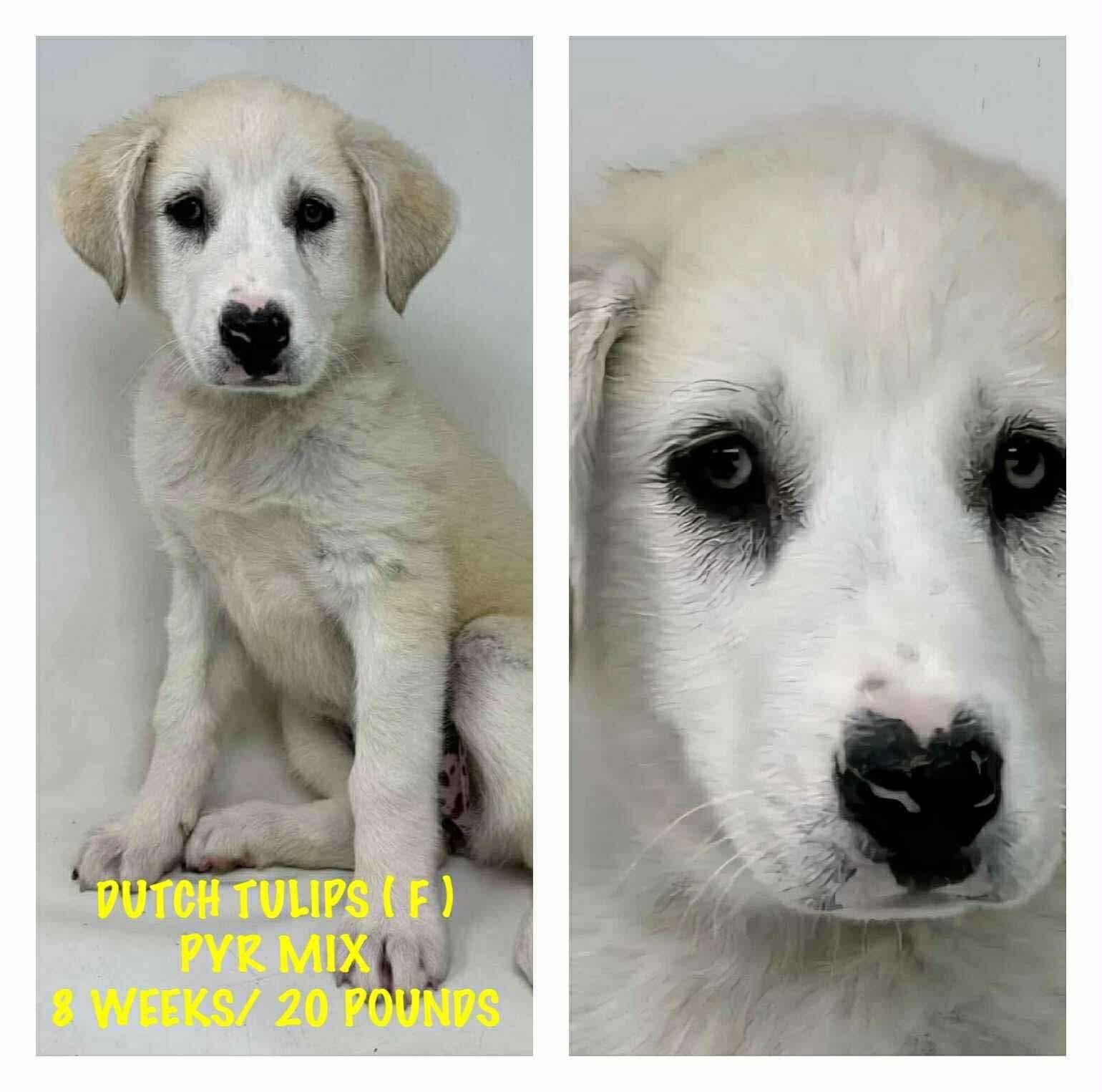 Adopt DUTCH TULIPS Today - Find Paw Pal