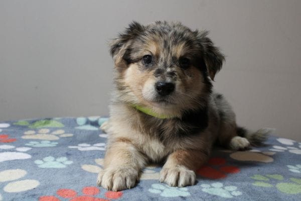 Adopt 0898 Snickerdoodle Today - Find Paw Pal