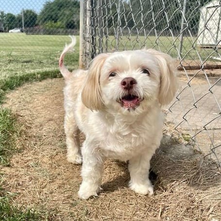 Adopt Goober Today - Pets TheCountyOffice