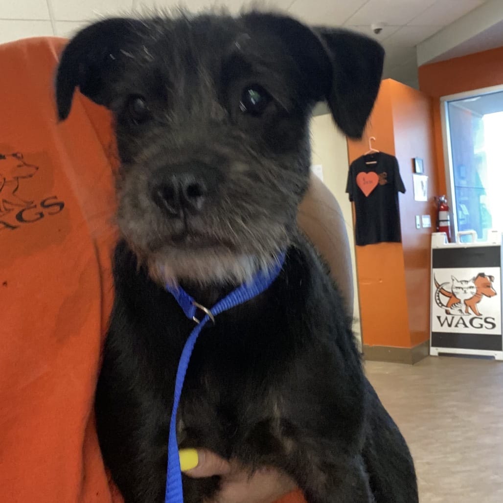 Adopt WAGS-Stray-18881 Today - Find Paw Pal