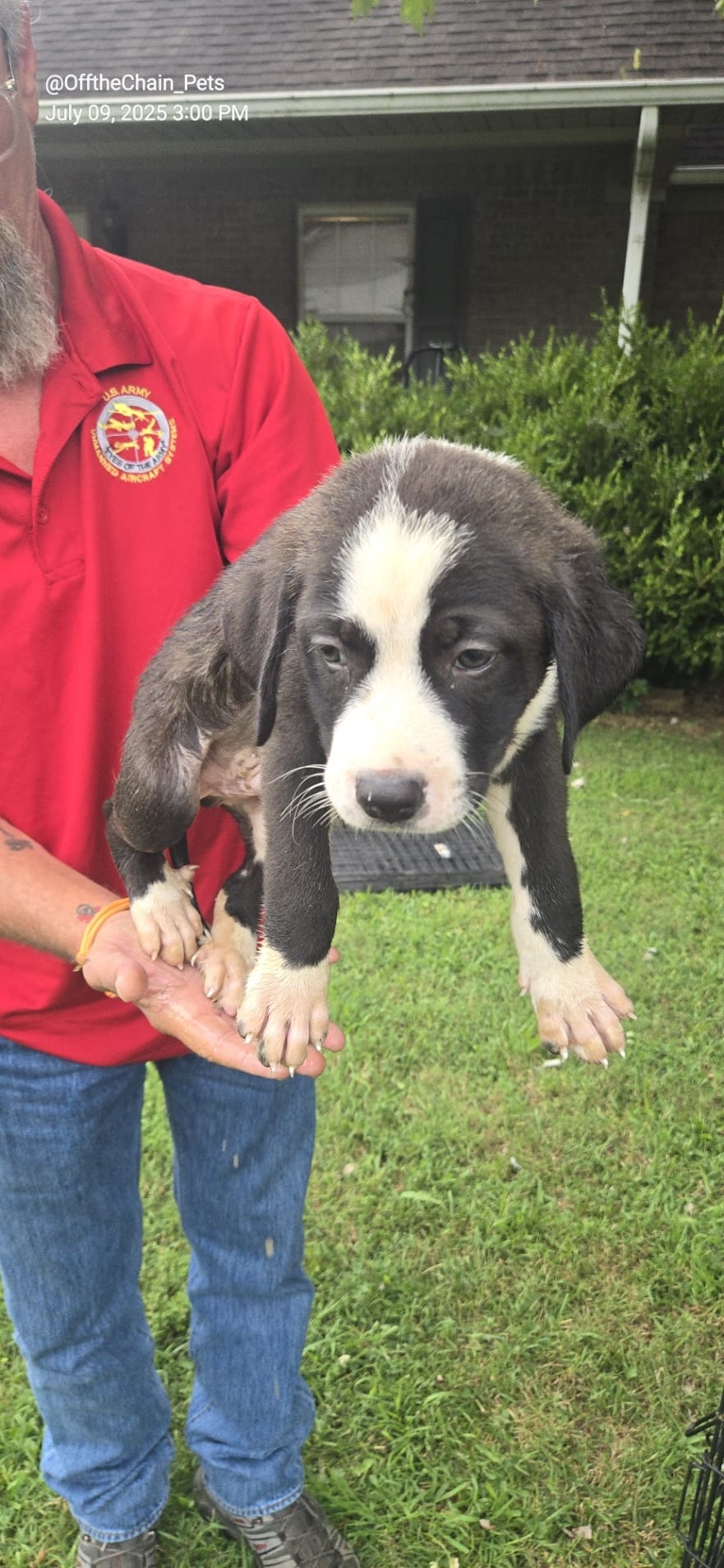 Adopt Moss Today - Find Paw Pal