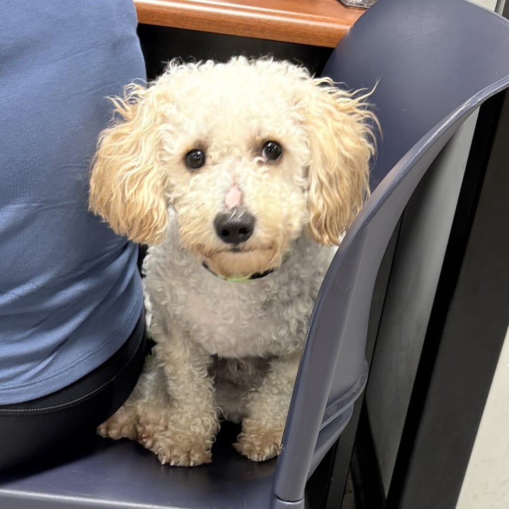Adopt French Fry Today - Find Paw Pal