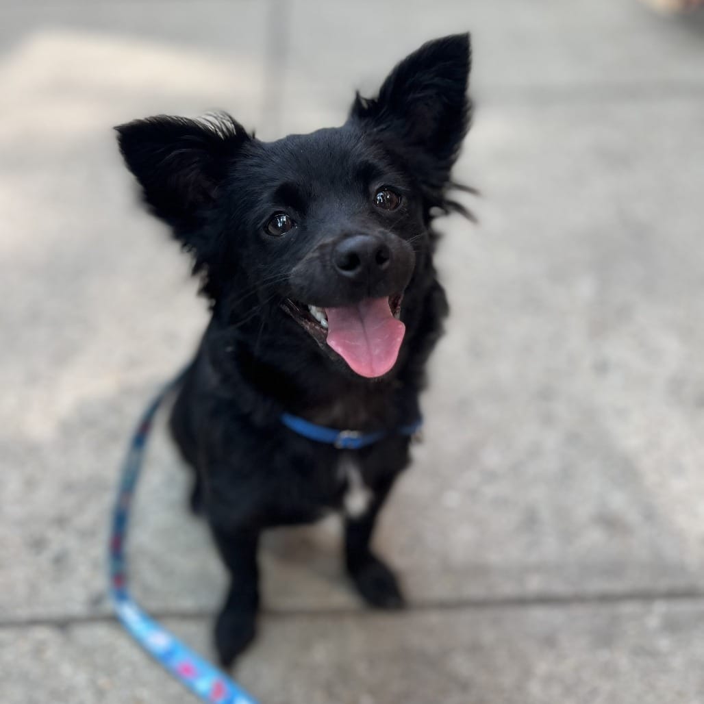 Adopt Petunia Today - Pets TheCountyOffice