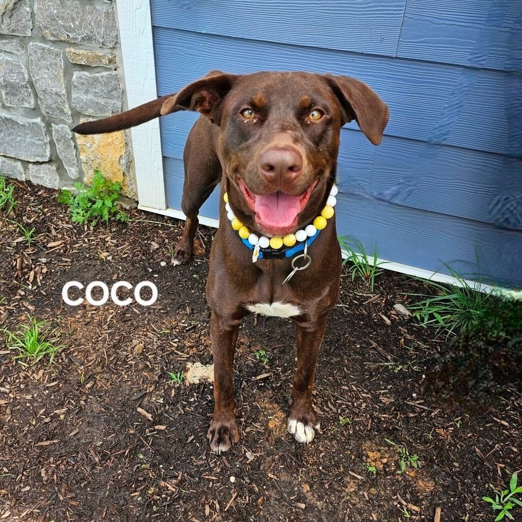 Adopt Summer Today - Find Paw Pal