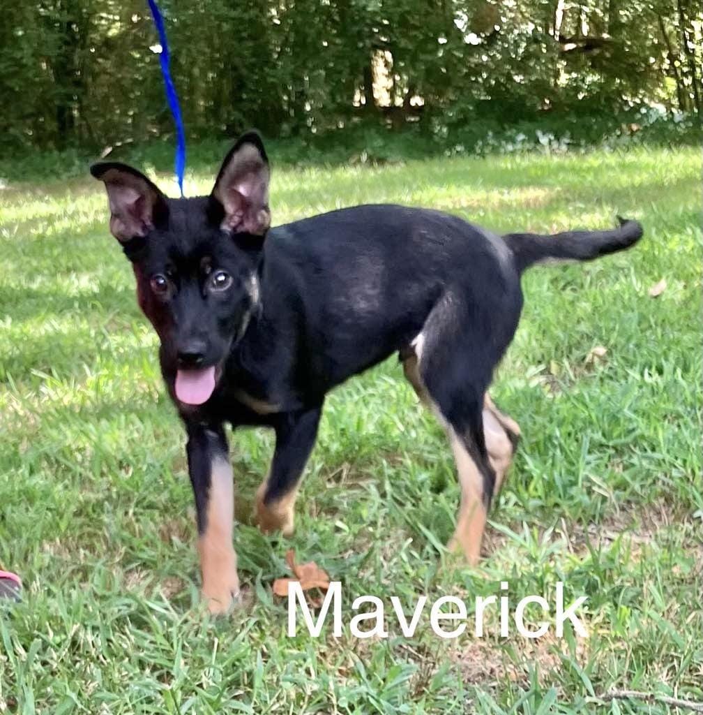 Adopt Maverick Today - Find Paw Pal