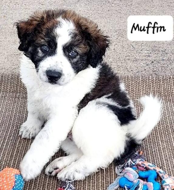 Adopt Muffin Today - Find Paw Pal