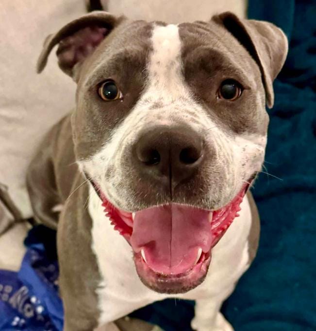 Adopt Molly Today - Find Paw Pal