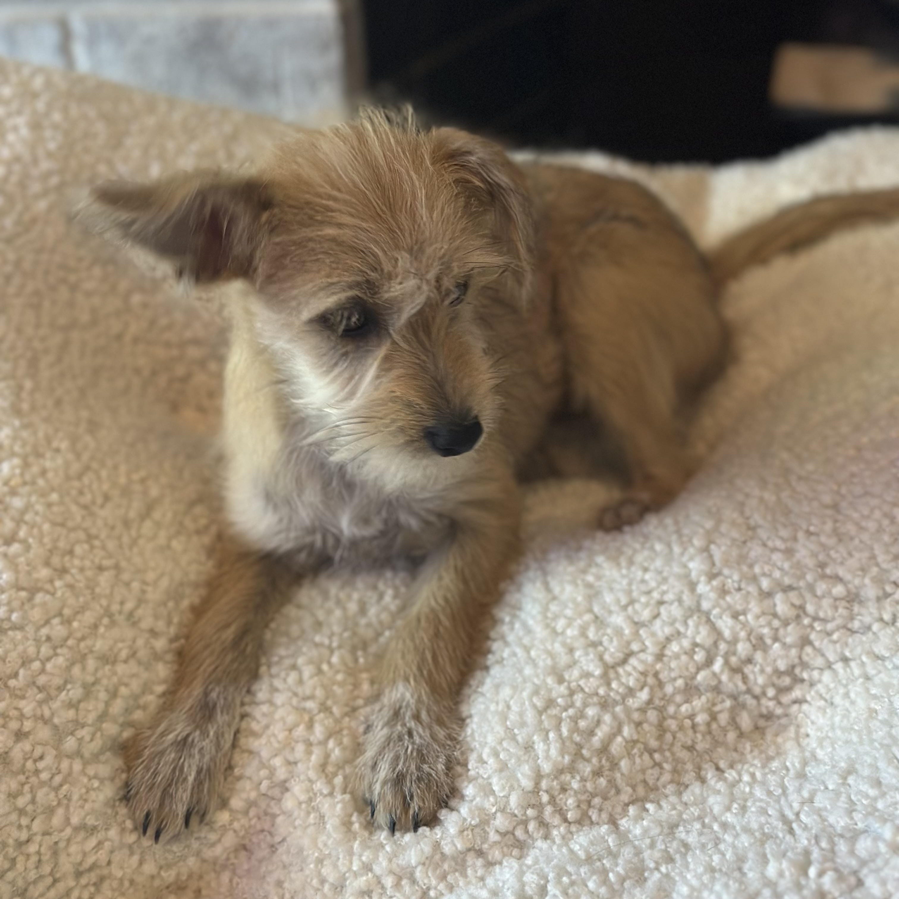 Adopt Hazel Today - Pets TheCountyOffice