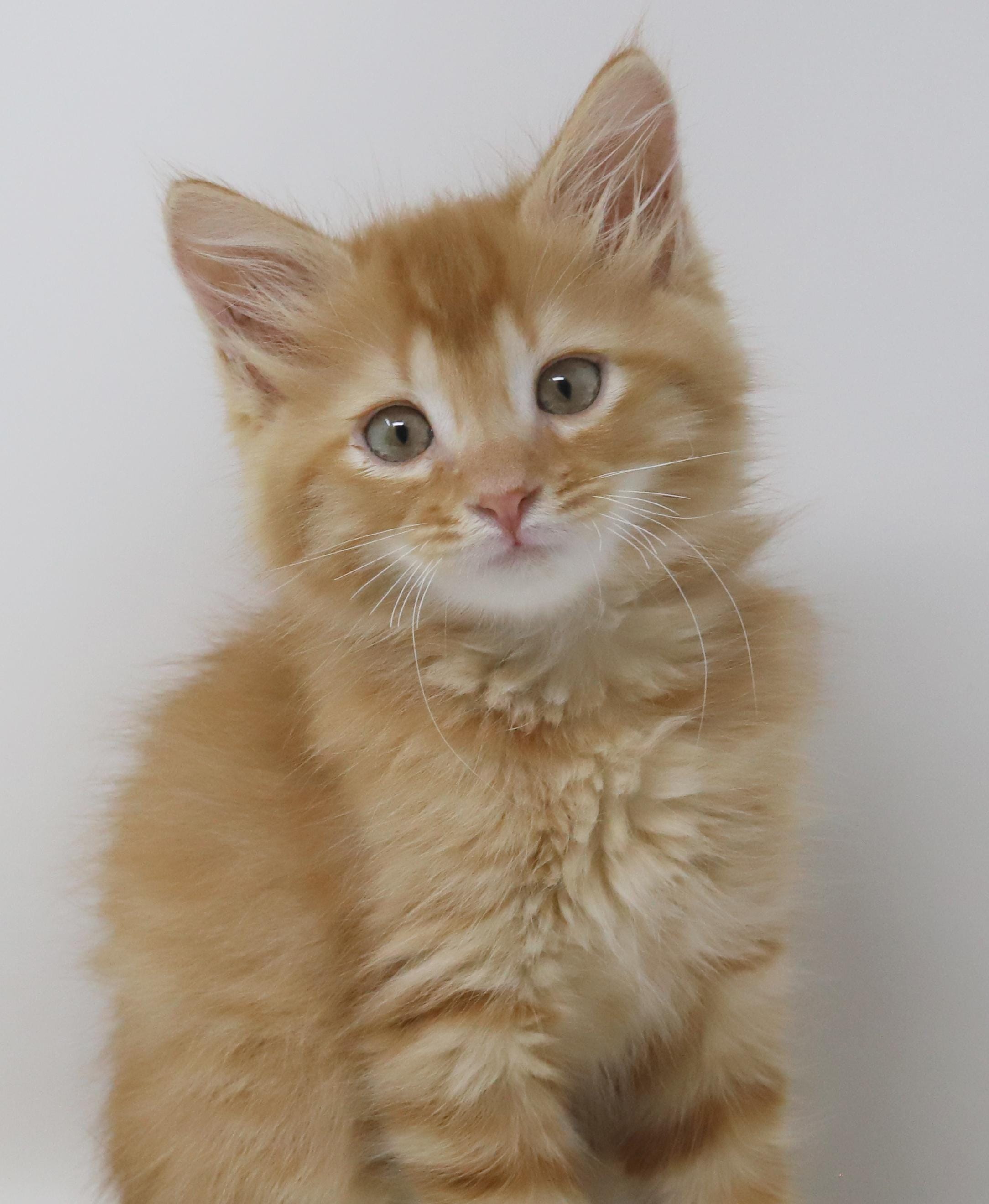 Adopt Arson and Felony - BONDED (CANNOT BE SEPARATED) love bugs! WOW ...