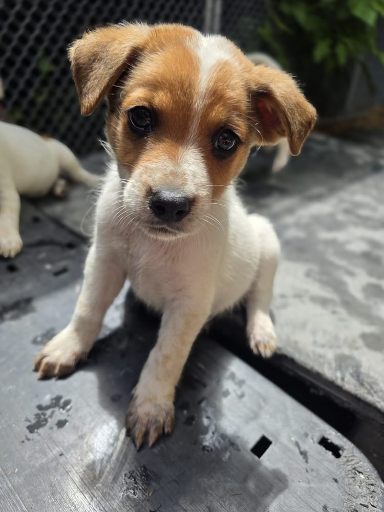 Adopt AAD New Arrival! Squirtle - 25155 Today - Pets TheCountyOffice