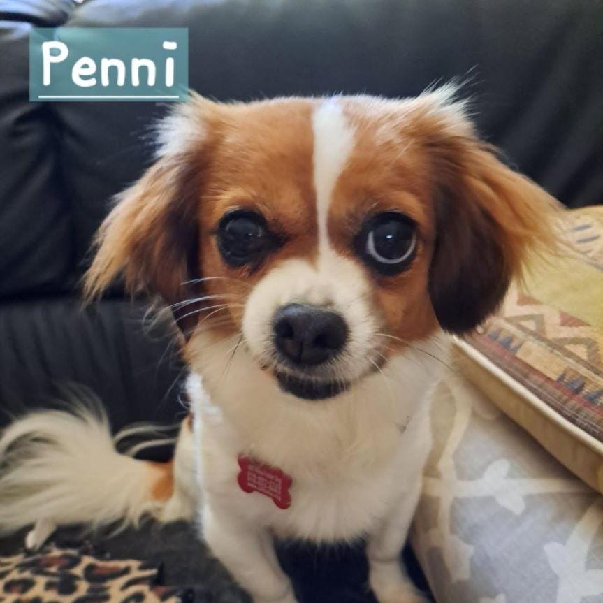 Adopt Penni Today - Find Paw Pal