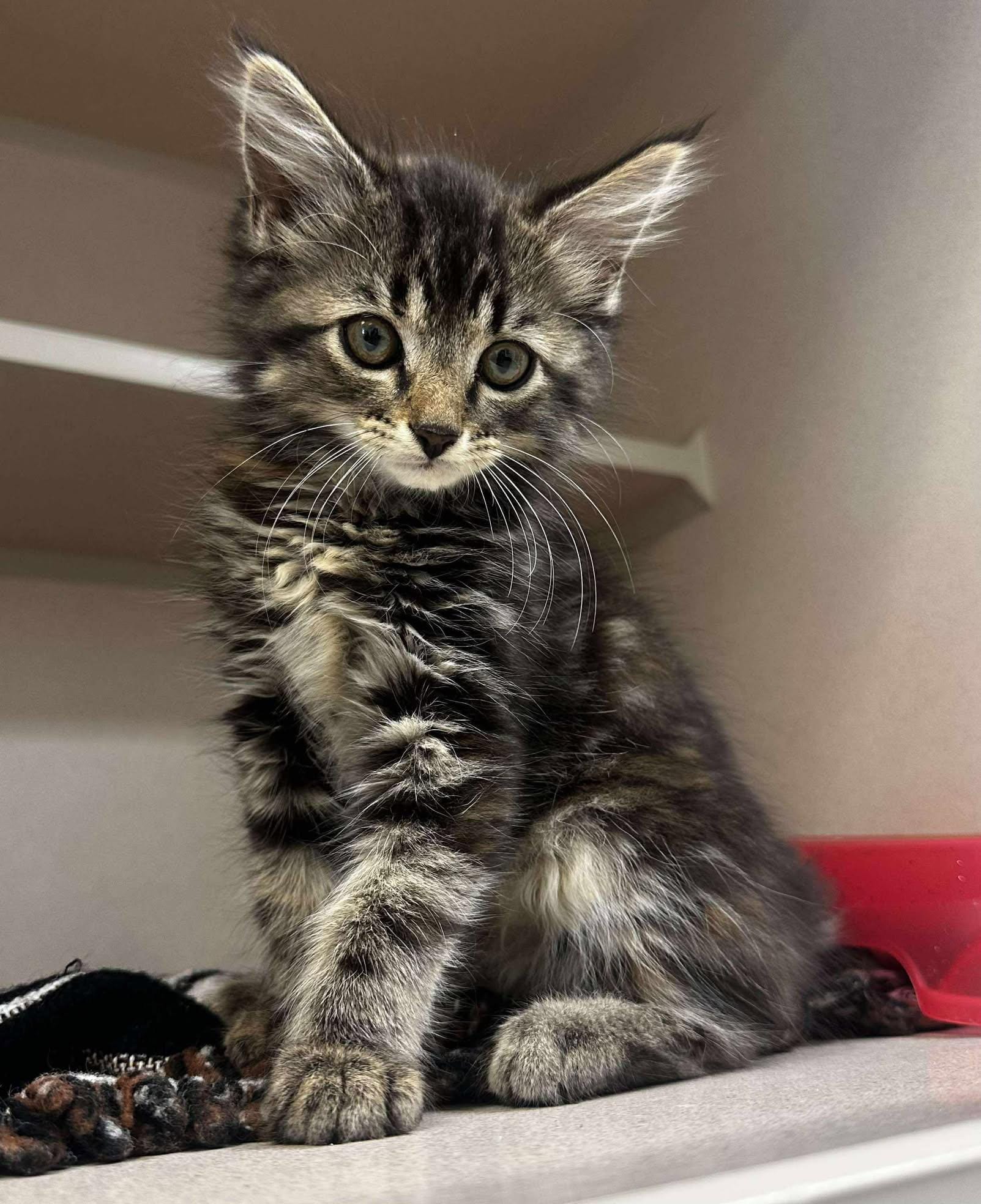 Adopt Bibble is truly THE BEST - poofy princess Today - Find Paw Pal