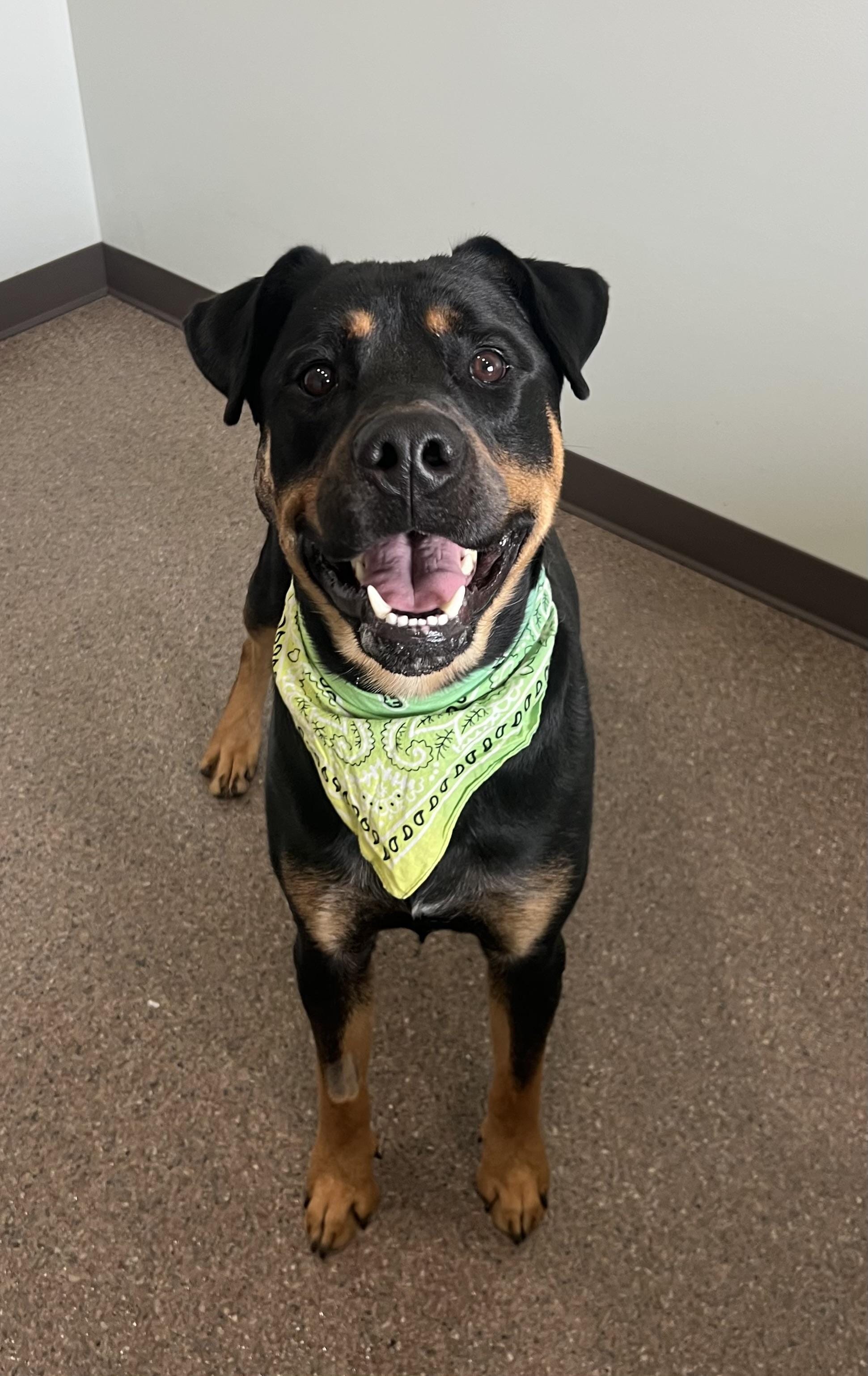 Adopt Chico Today - Pets TheCountyOffice