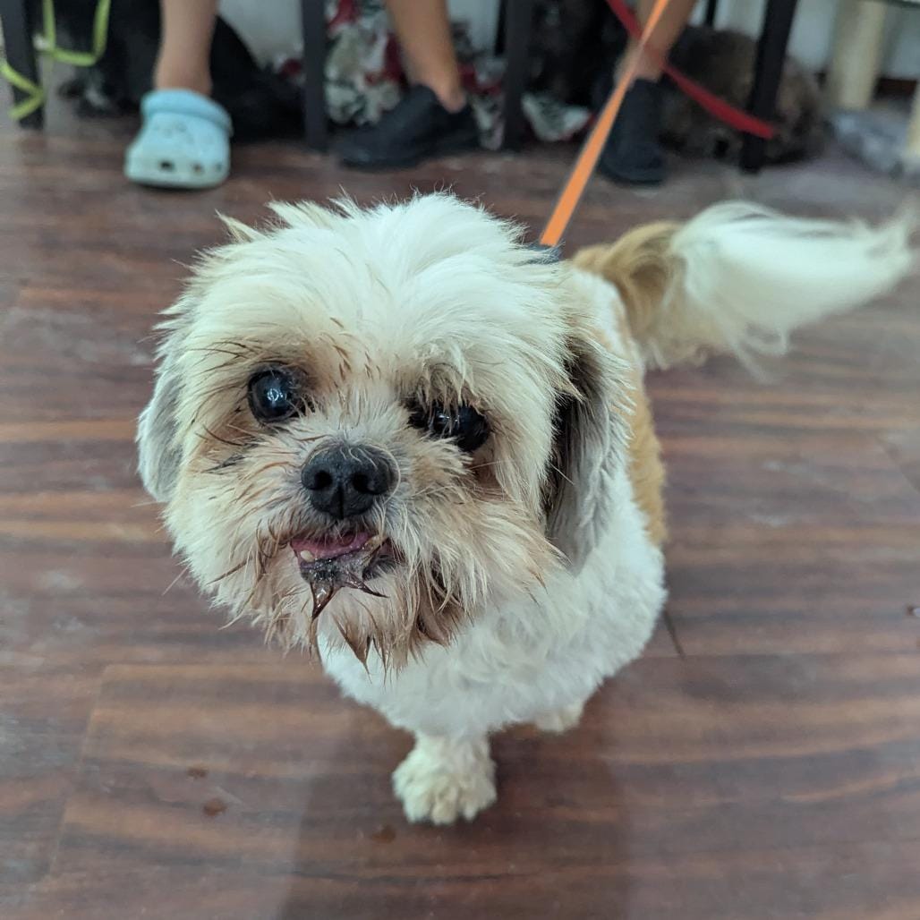 Adopt Archie Today - Pets TheCountyOffice