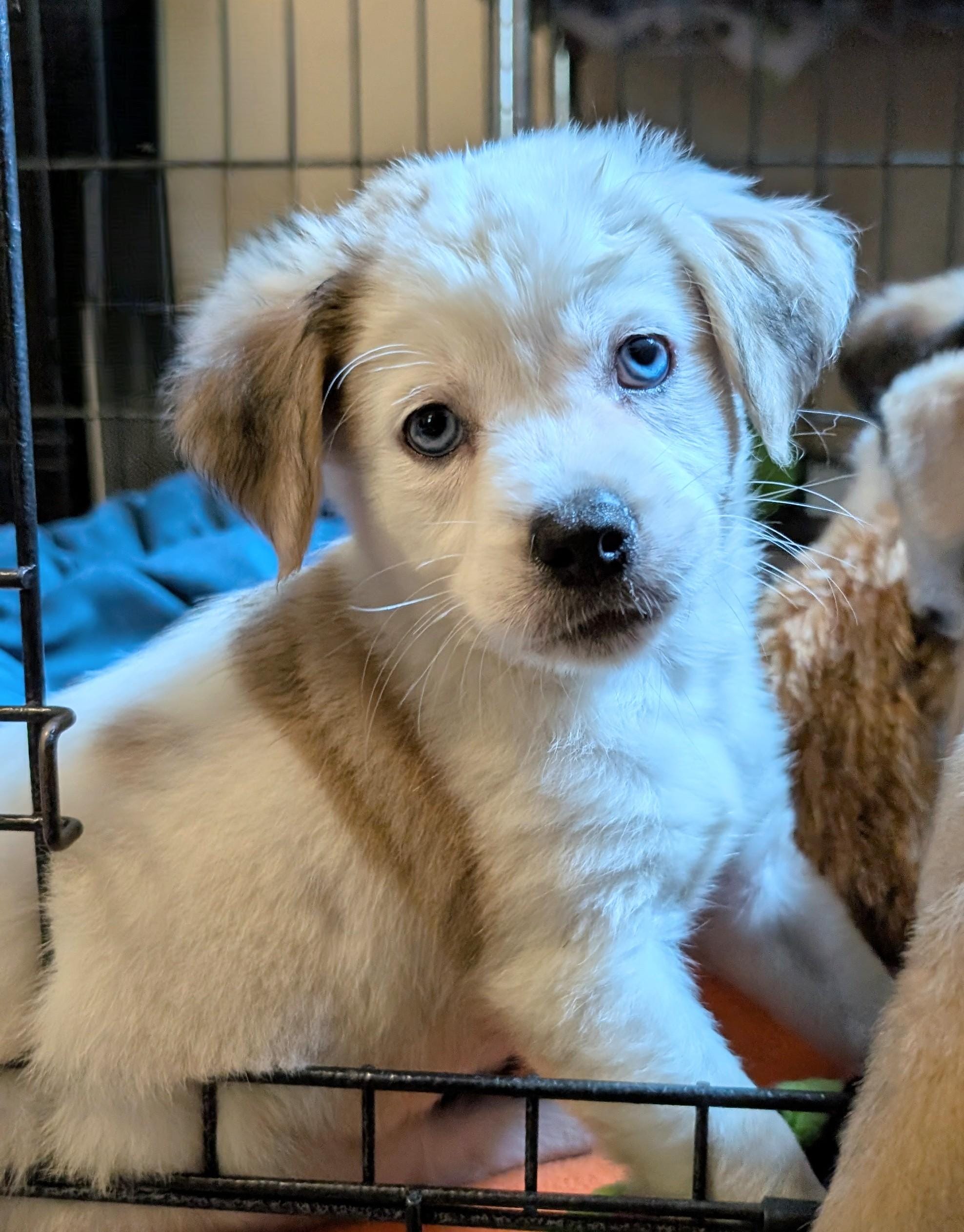 Adopt Gillian Today - Pets TheCountyOffice