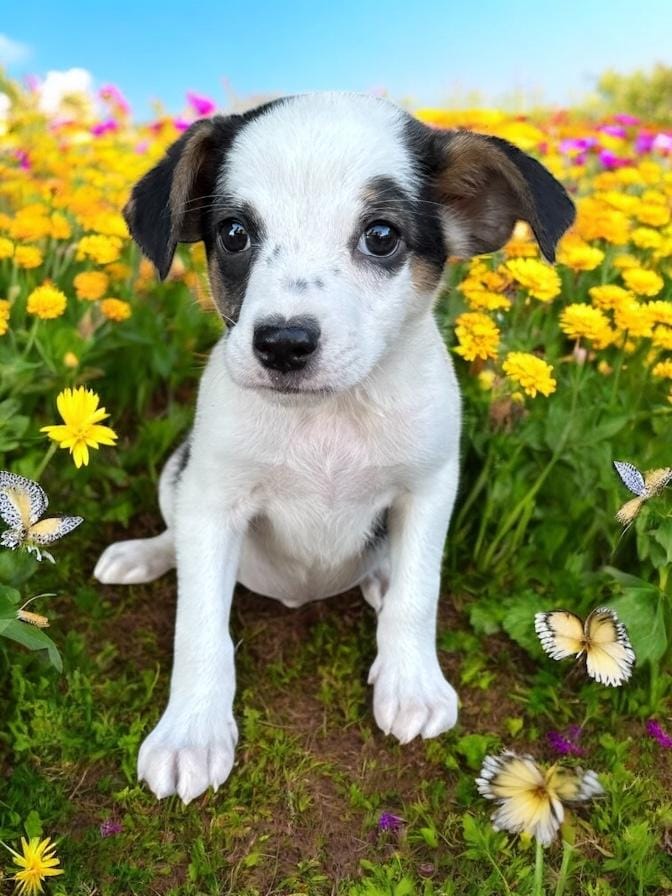 Adopt Tovi Today - Pets TheCountyOffice