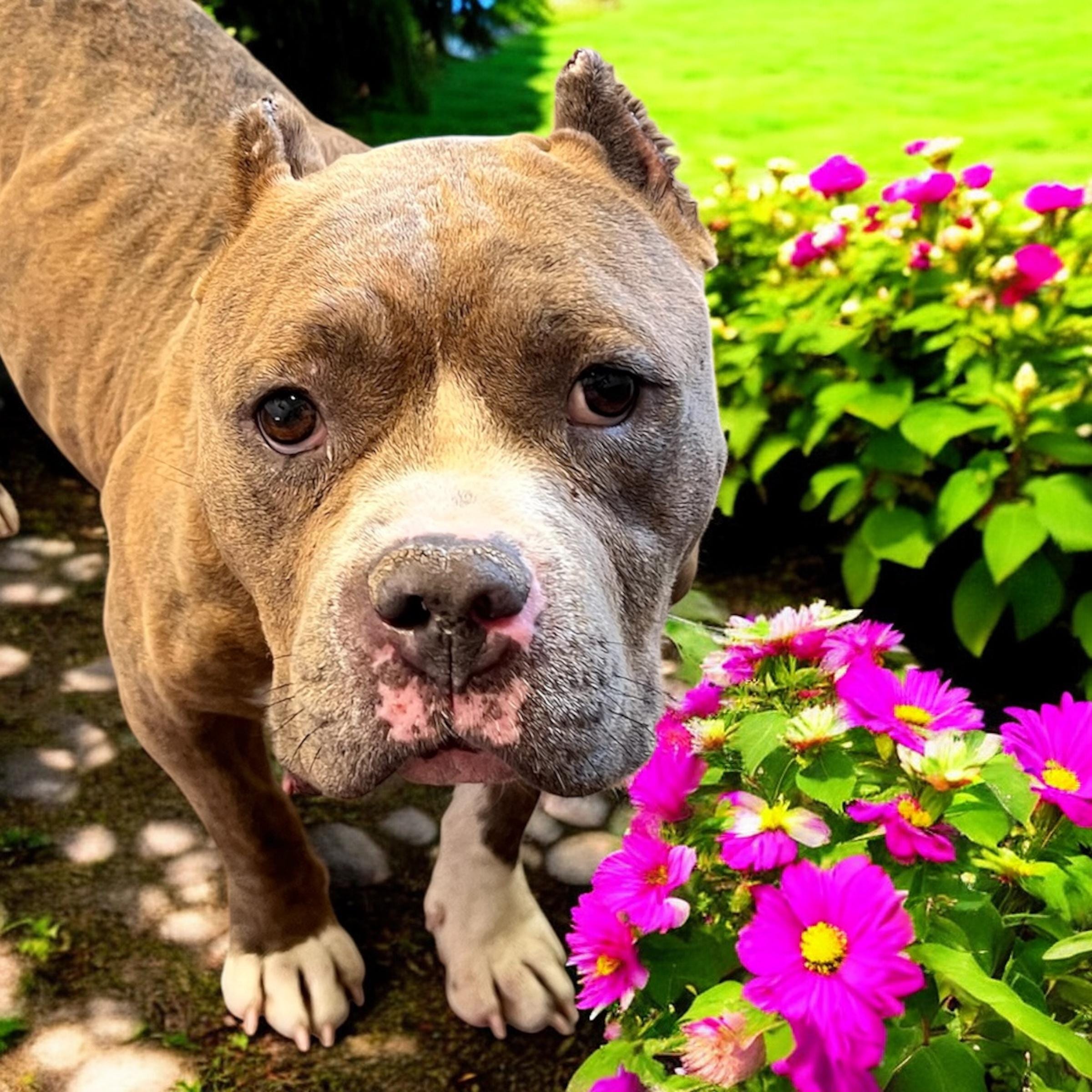 Adopt Sunka Today - Pets TheCountyOffice