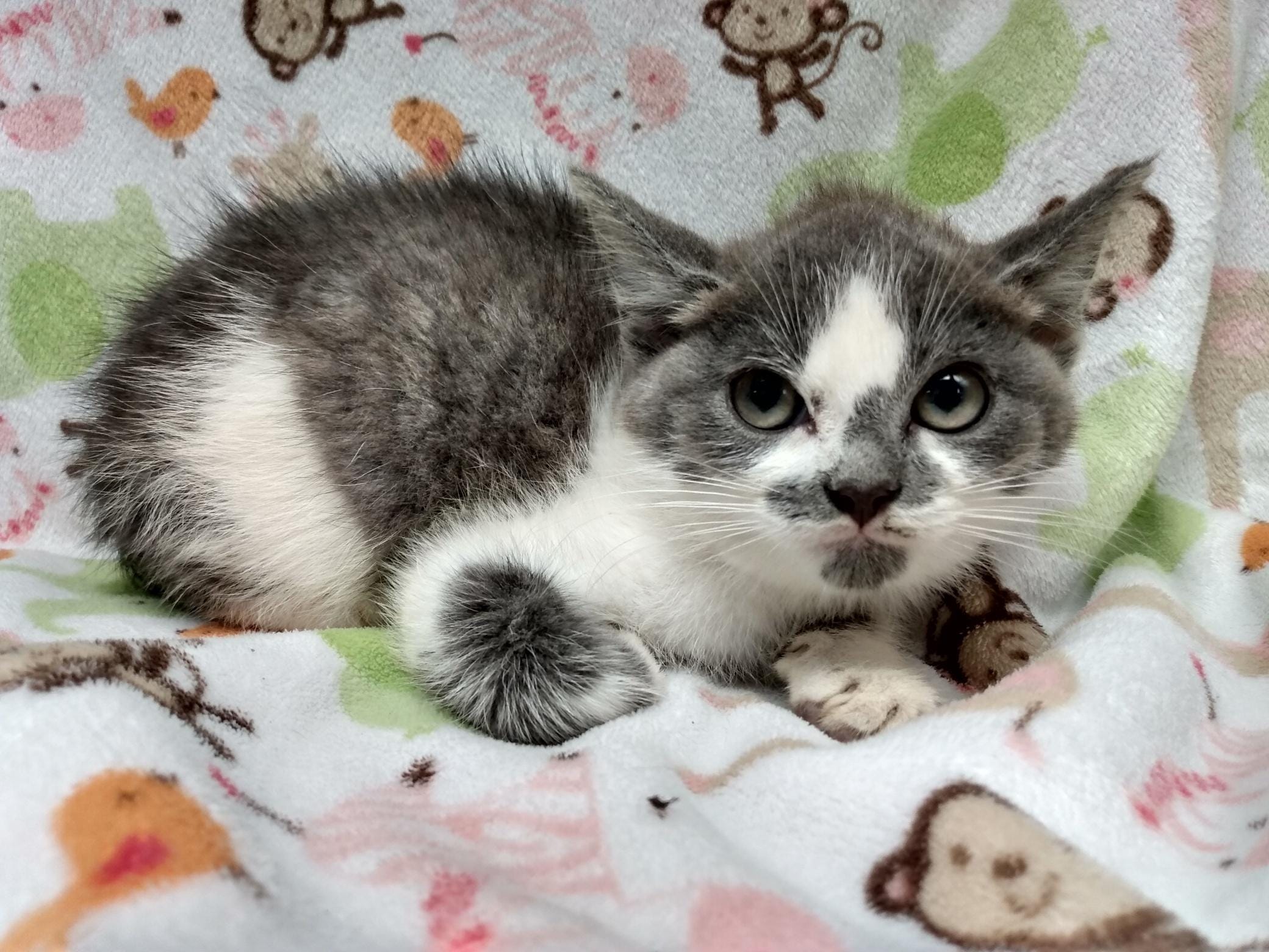 Adopt Cupcake - Available Soon Today - Pets TheCountyOffice