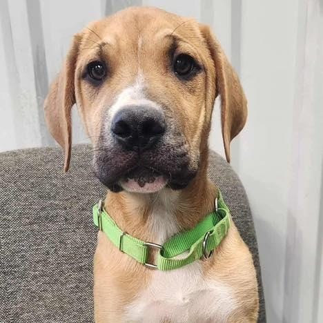 Adopt Harry Styles Today - Pets TheCountyOffice