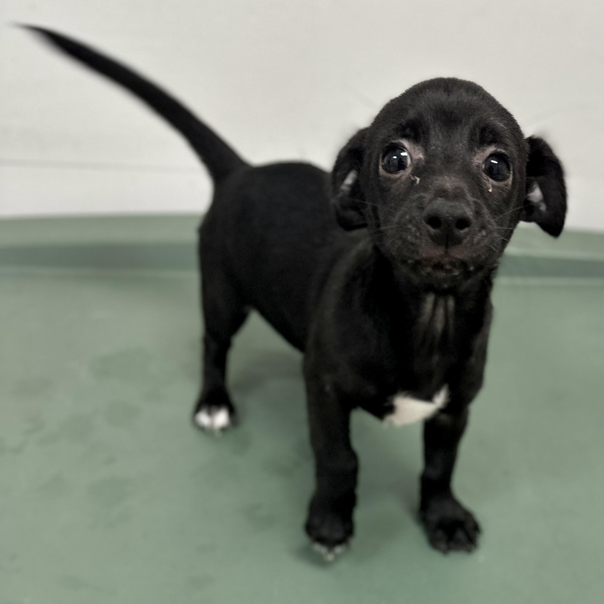 One-Stop Destination for Pet Adoption - Find Paw Pal