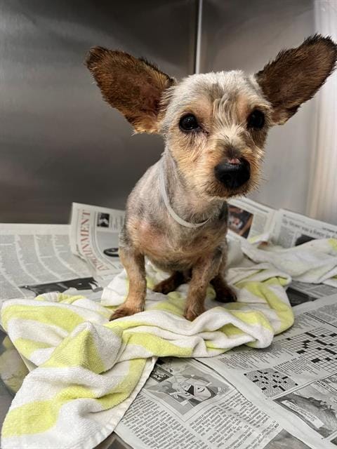 Adopt TACHALA Today - Find Paw Pal